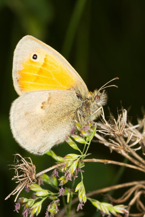 The Small Heath, Coenonympha Pamphilus Stock Image - Image of close ...