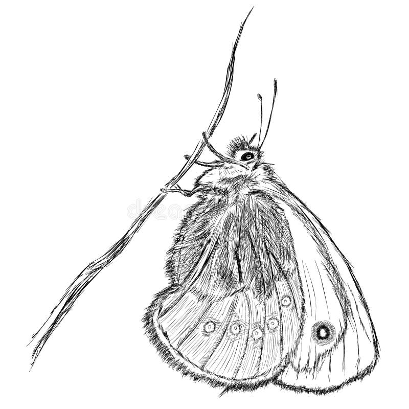 Pamphilus Stock Illustrations – 15 Pamphilus Stock Illustrations ...