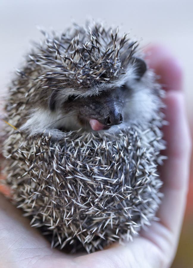 Small hedgehog in hand stock photo. Image of autumn - 170882274