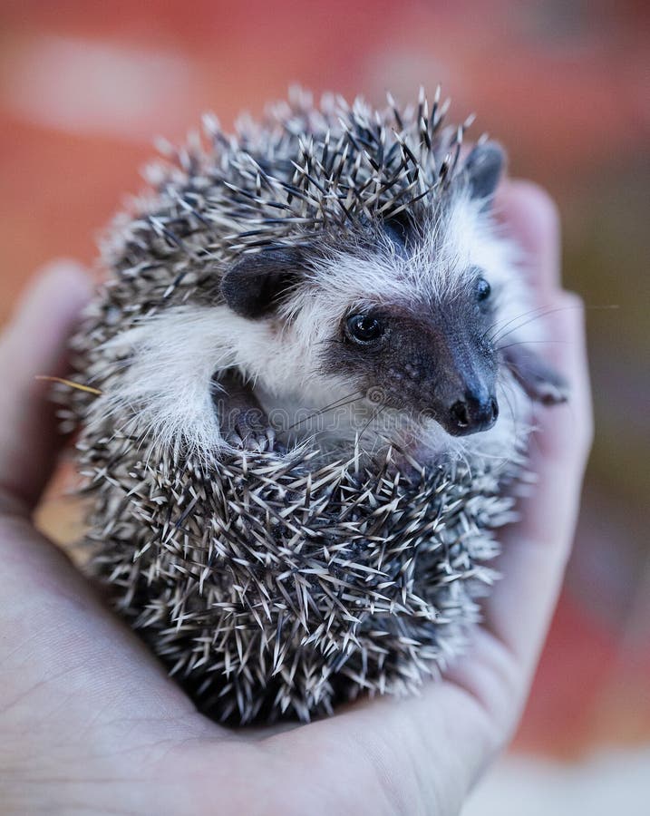 Small hedgehog in hand stock image. Image of little - 170882285