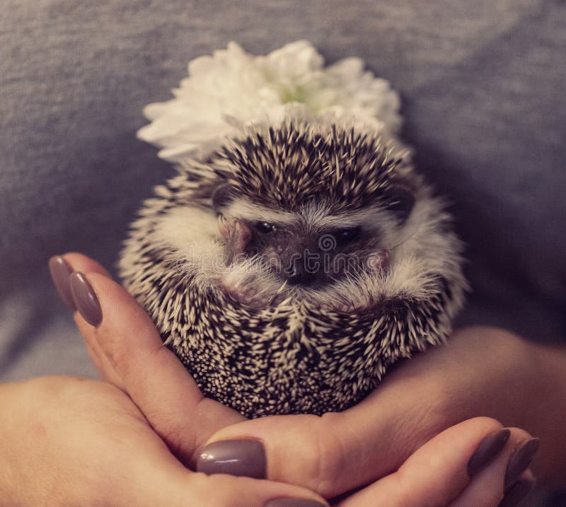 Hedgehog in hand close-up stock photo. Image of color - 170915676