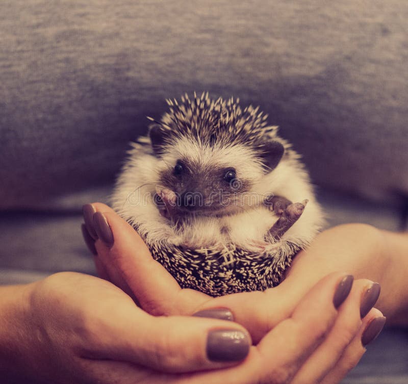 Hedgehog in hand close-up stock image. Image of person - 170915771