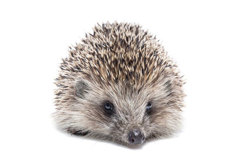 Hedgehog Isolate on White Background Stock Photo - Image of copy ...