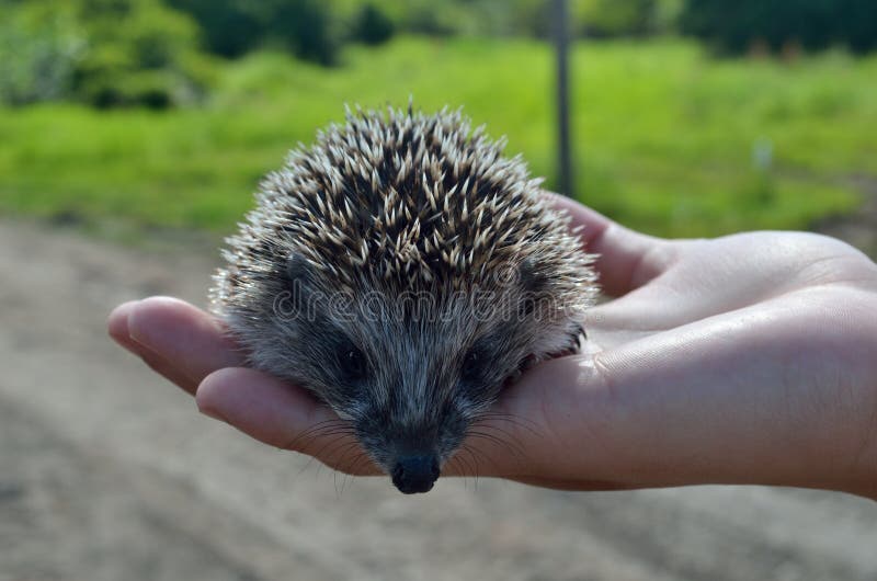 Small hedgehog stock image. Image of nature, young, wildlife - 74694767