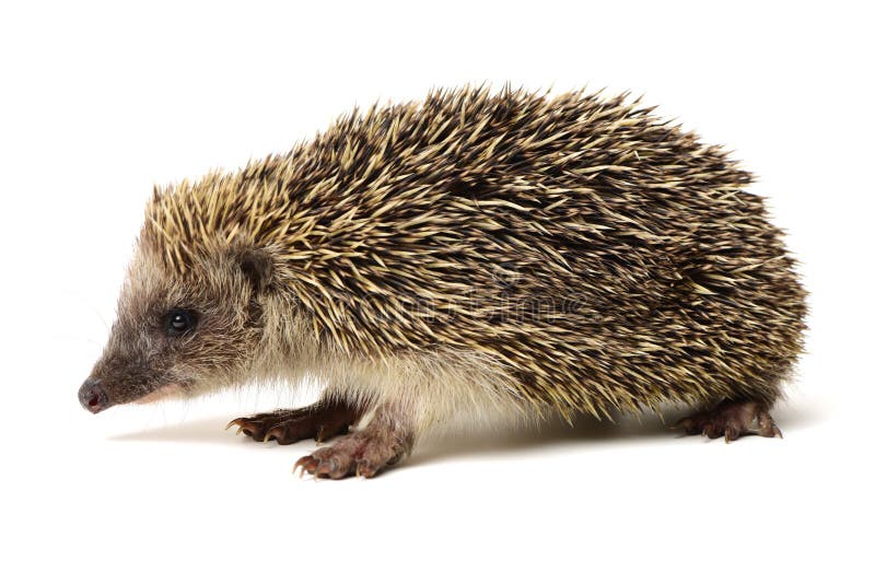 Small hedgehog stock image. Image of hedgehog, white - 128659921