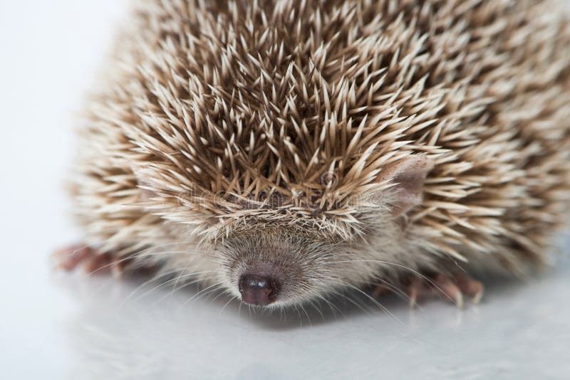 Small hedgehog tenrec stock image. Image of spines, snout - 38733155