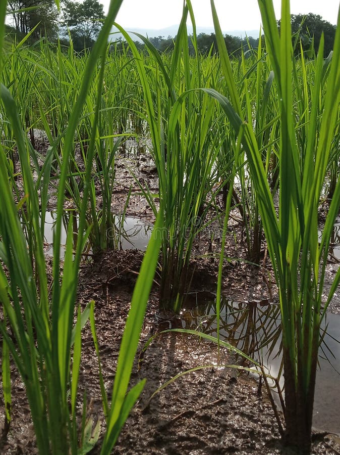 Initial Hurbs Stock Photos - Free & Royalty-Free Stock Photos from ...