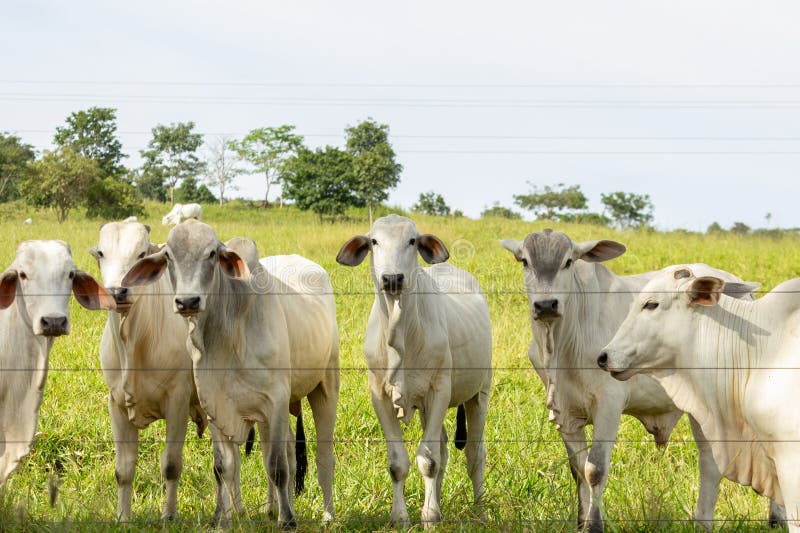 A Group of Animals from a Small Herd of Cattle. Stock Image - Image of ...