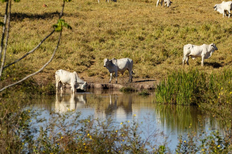 A Small Herd of Cattle Grazing in a Field. Stock Photo - Image of ...