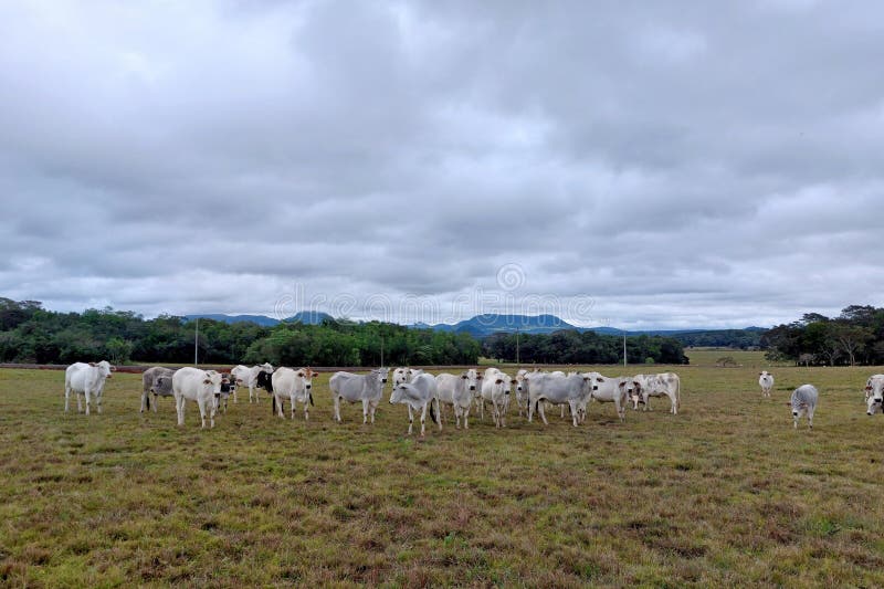 Small Herd of Cattle on the Pasture Stock Photo - Image of land, nature ...