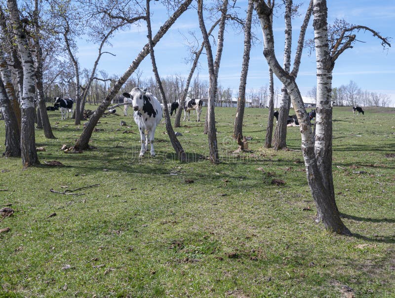 A Small Herd of Cattle among Trees Stock Image - Image of woodland ...