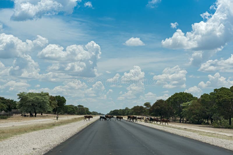 Cattle Herd on a Farm Near Rustenburg, South Africa Stock Image - Image ...