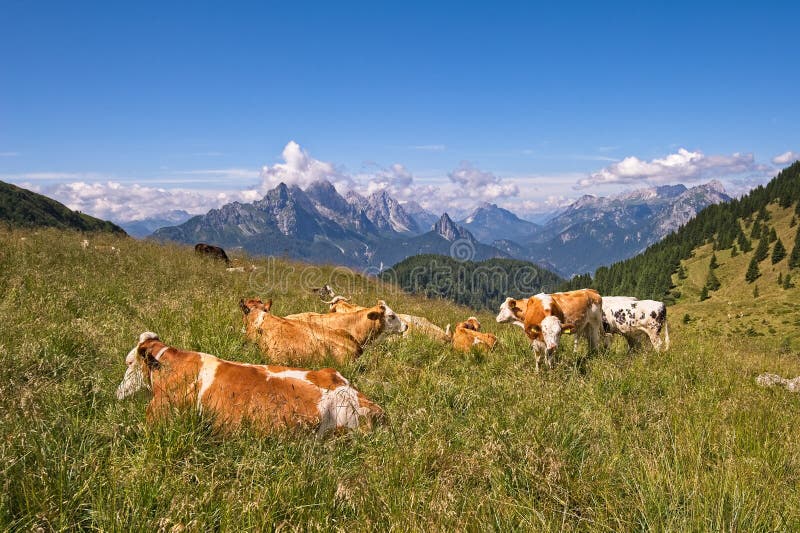 Small Herd of Cows Grazing on a Mountain Pasture Stock Photo - Image of ...