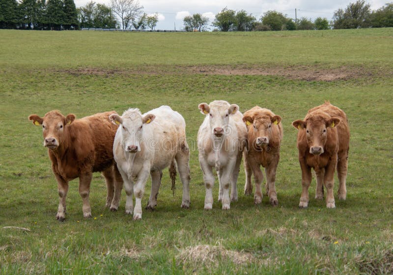 Small Herd of Cows Posing for the Camera on the Pasture Stock Image ...