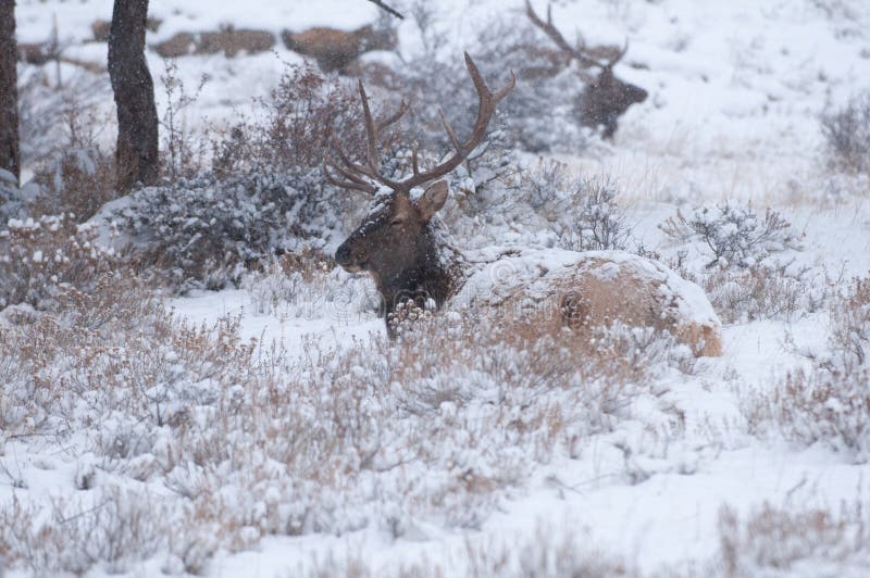 Elk resting in the snow stock image. Image of resting - 212815801