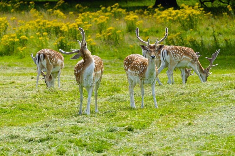 Small Herd of Fallow Deer Bucks, Some Grazing, in a Meadow. Stock Photo ...
