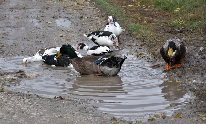 A Small Herd of Musky Ducks Stock Image - Image of poultry, animal ...