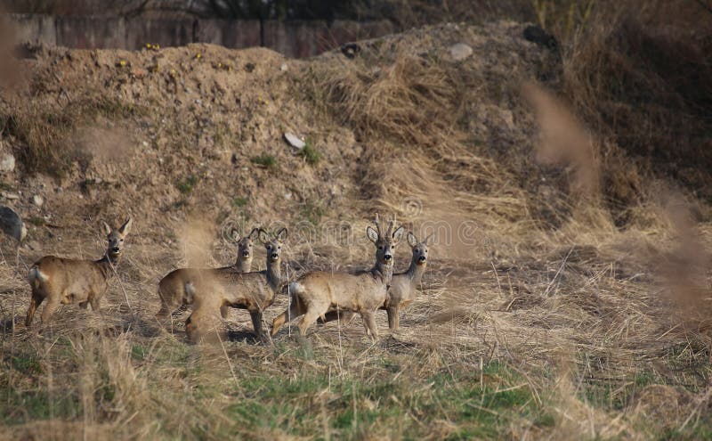 Small Herd of Roe Deer stock image. Image of 2000s, medium - 53210751