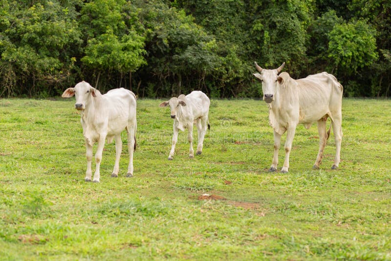 Some Cows on the Green Pasture. Stock Photo - Image of field, farm ...