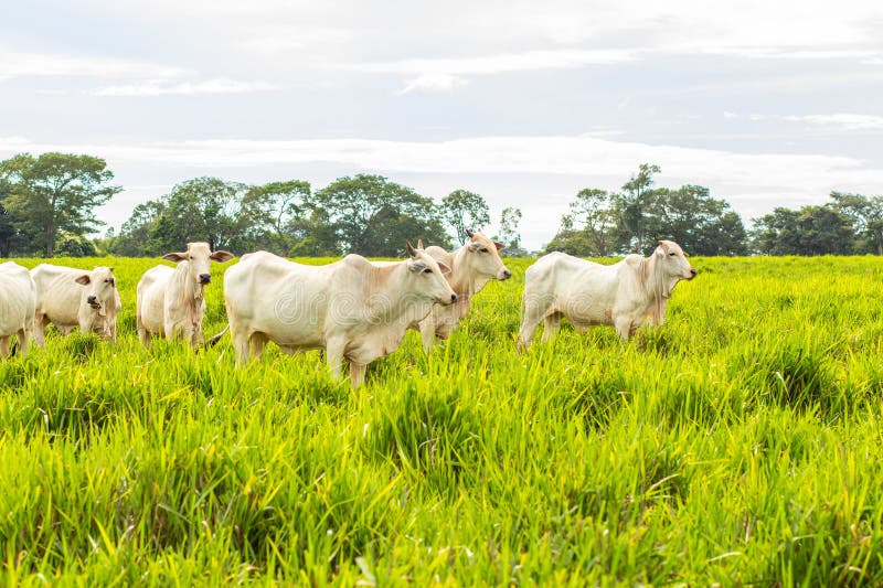 A Herd Grazing on Fresh Pasture. Stock Image - Image of economy, cute ...