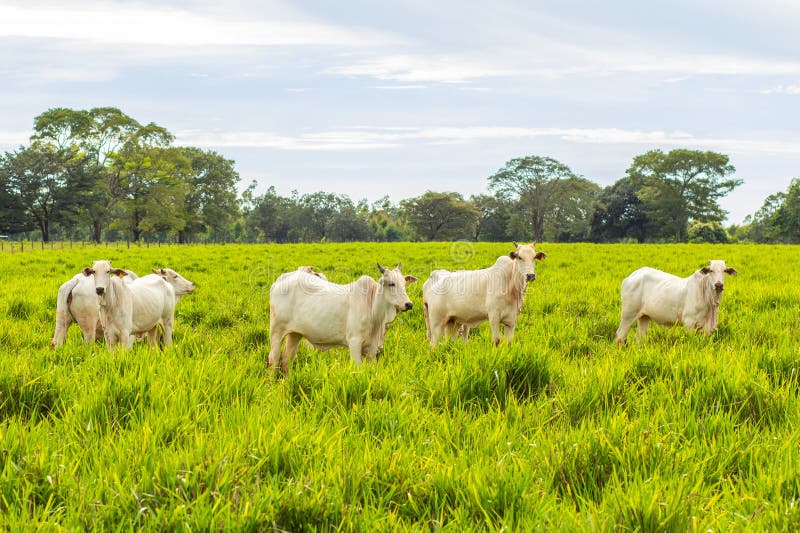 A Herd Grazing on Fresh Pasture. Stock Photo - Image of bovine, fresh ...