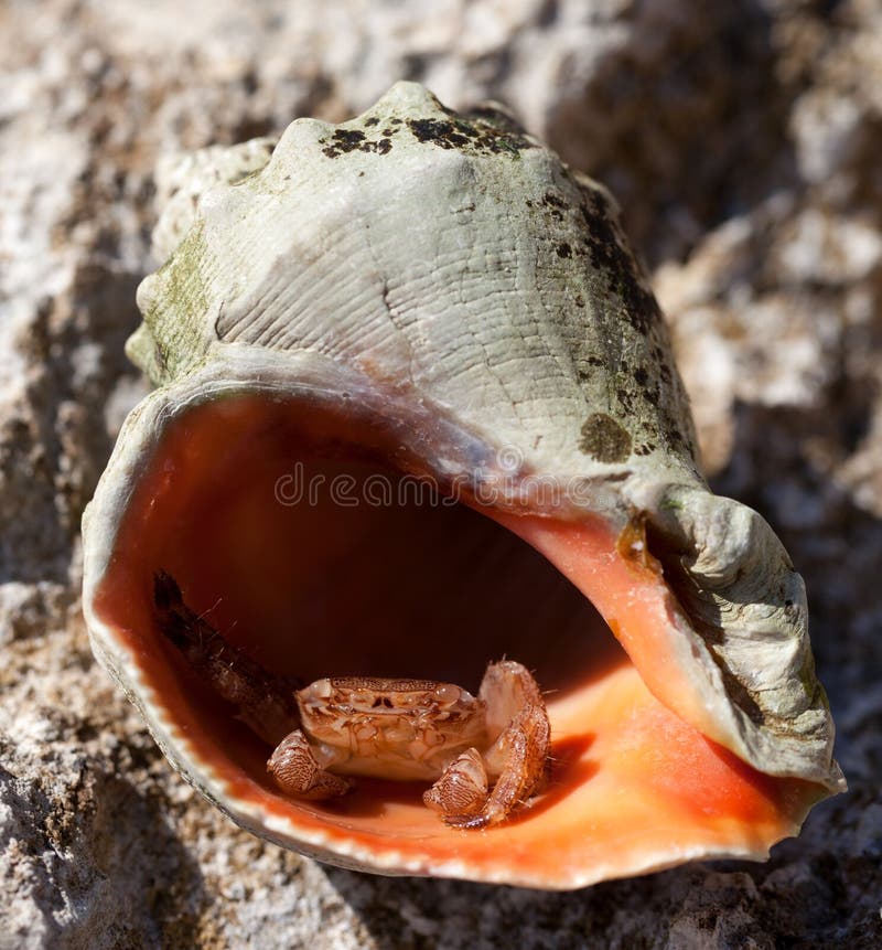 Empty Hermit Crab Shell Stock Photos - Free & Royalty-Free Stock Photos ...