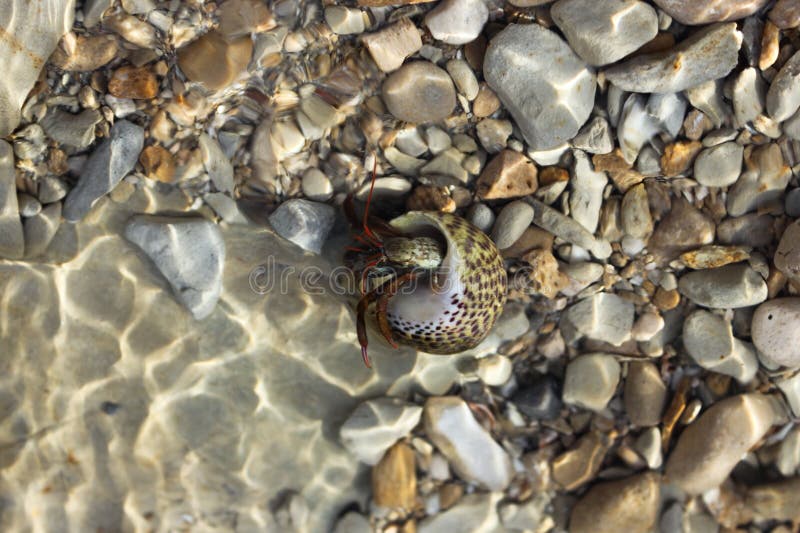 A Small Hermit Crab in Its Round Shell in Shallow Water among Sea ...