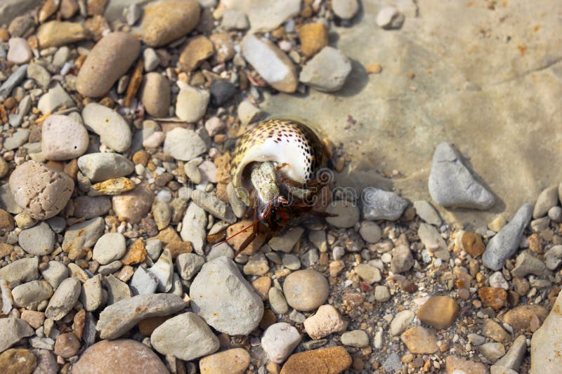 A Small Hermit Crab in Its Round Shell in Shallow Water among Sea ...