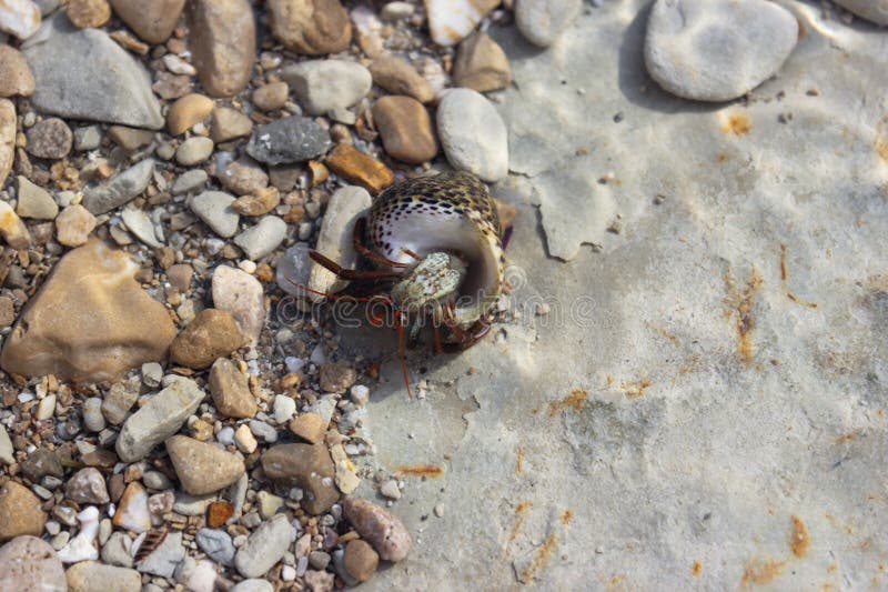 A Small Hermit Crab in Its Round Shell in Shallow Water among Sea ...