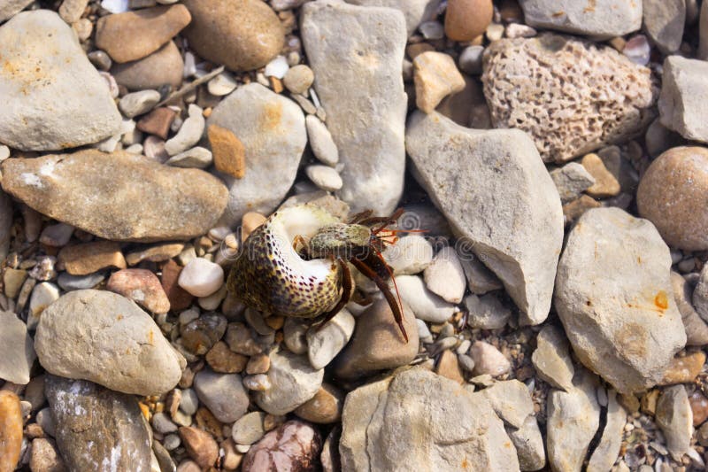 A Small Hermit Crab in Its Round Shell in Shallow Water among Sea ...