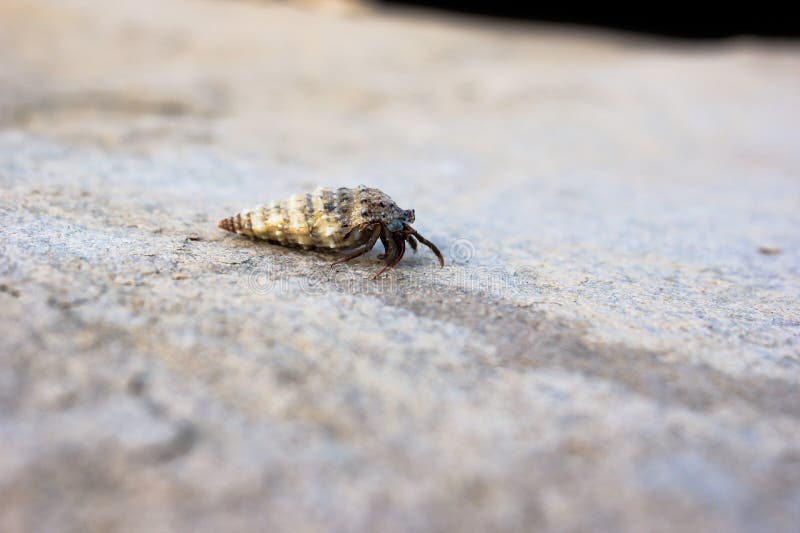 Small Hermit Crab Long Spiral Shell Rock Stock Photos - Free & Royalty ...