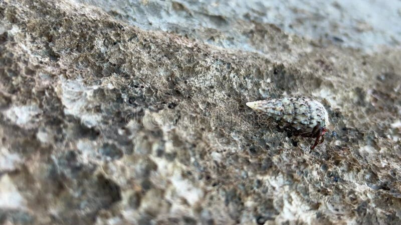 Small Hermit Crab in a Spiral Shell on a Rock Stock Footage - Video of ...