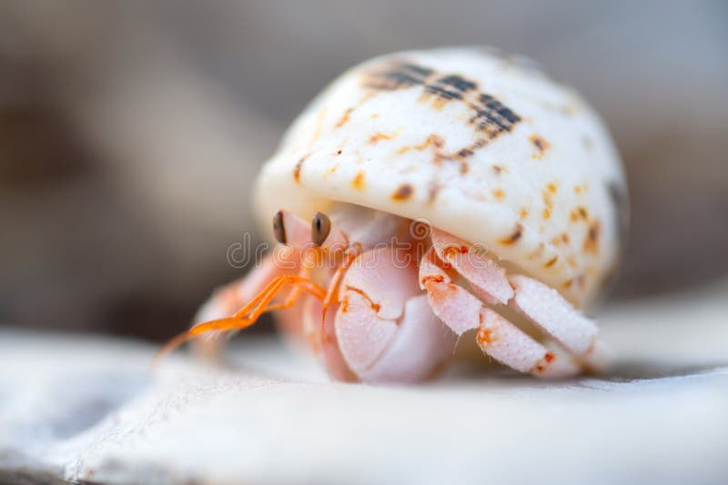 A Small Hermit Crab is Visible with Its Orange Pincers and Legs ...