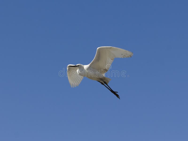Small Heron Bird Standing on Branch in Danube Delta Stock Photo - Image ...