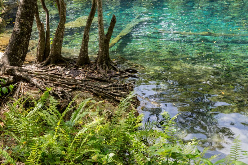 Small Hidden Lagoon in the Forest Stock Image - Image of leaves ...