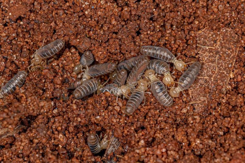 Small Higher Termites stock photo. Image of close, termes - 242014930