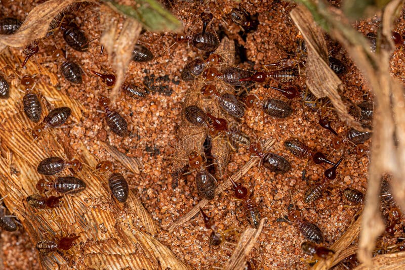 Small Higher Termites stock image. Image of natural - 258931699