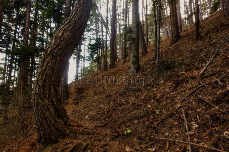 Small Hiking Trail with Curved Tree while Hiking in the Mountains Stock ...