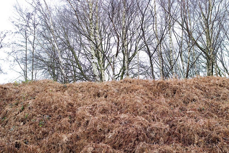 Small Hill of Dried Grass in a Forest Up Close Stock Photo - Image of ...