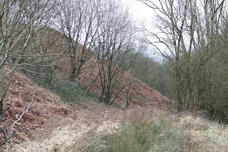 Small Hill of Dried Grass in a Forest Up Close Stock Photo - Image of ...