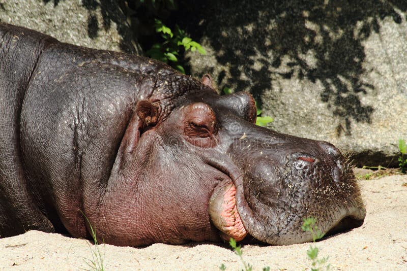 Small hippo stock image. Image of vacations, south, mammal - 19902543
