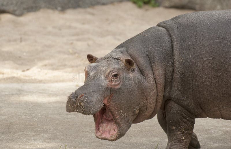Small hippo stock photo. Image of ears, hippo, sweet - 28606524