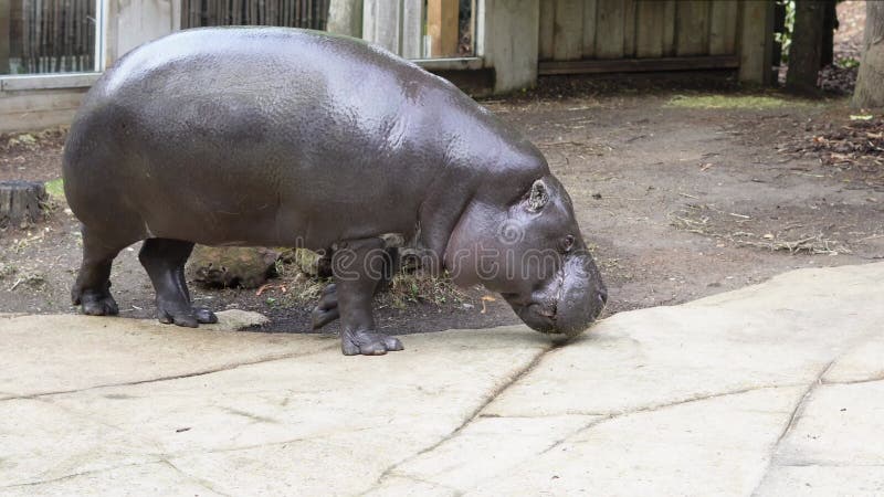 Small Hippopotamus Walking in the Zoo Stock Footage - Video of coast ...