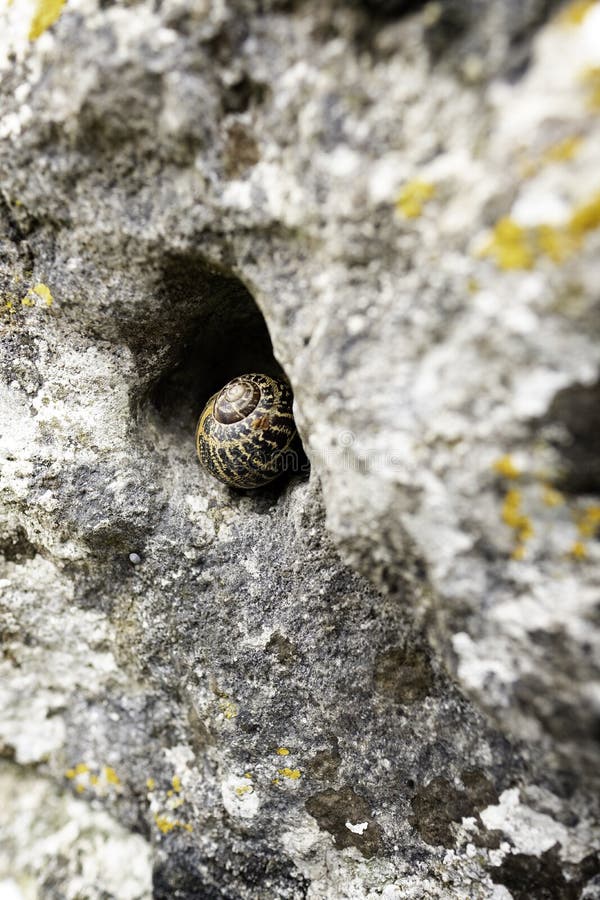 A Small Hole in a Stone Wall with a Snail in it Stock Image - Image of ...