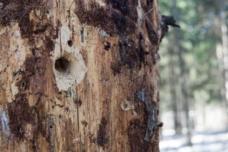 Small Hollow in the Old Tree Stock Photo - Image of branch, frozen ...
