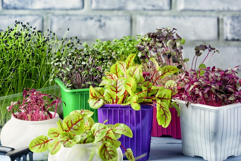 Small Home Garden with Micro Green. Growing Healthy Greenery at Home ...