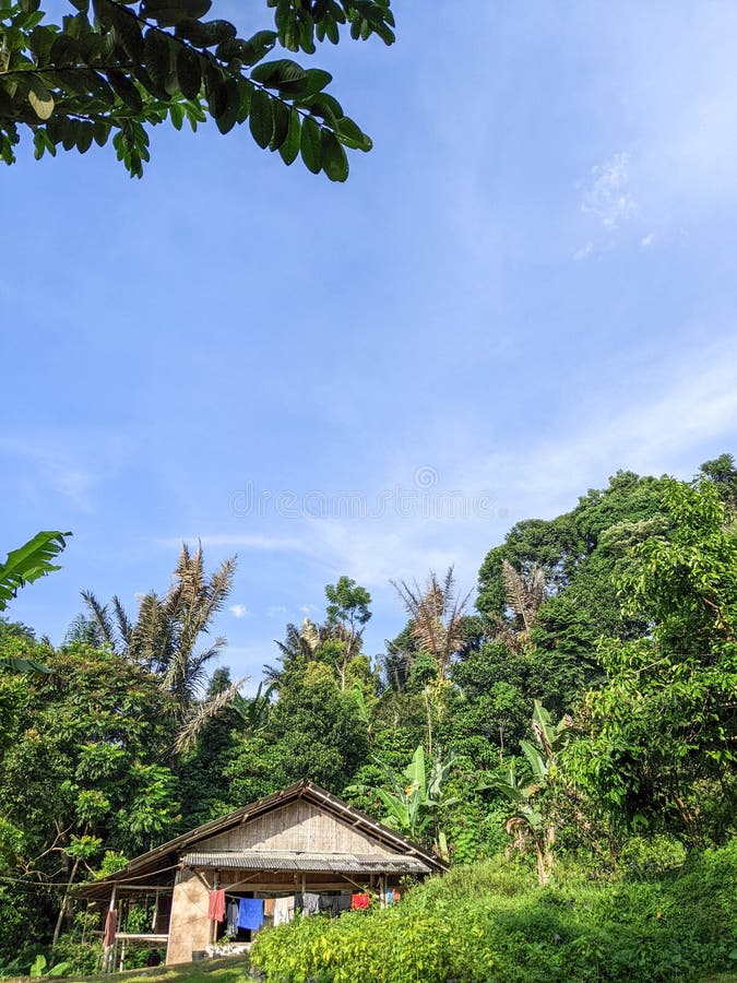A Small Home Made of Bamboo in the Wood Stock Image - Image of shrub ...