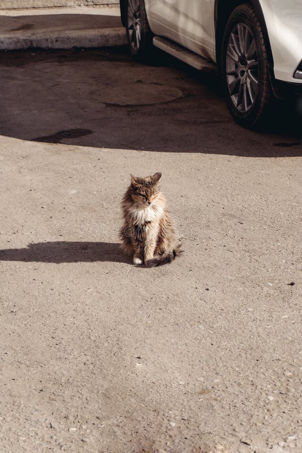 Sad Homeless Stray Dog is Resting on Pavement Looking at Camera. There ...