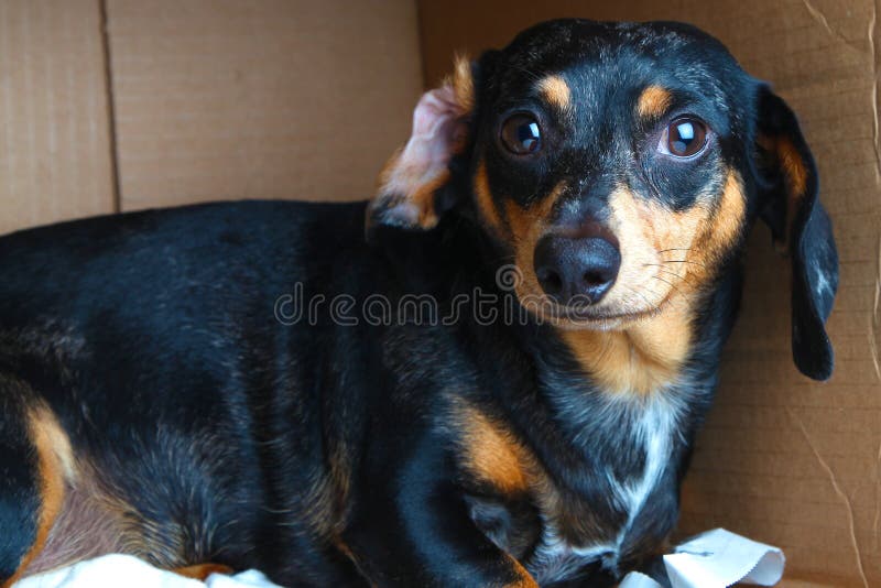 Small Homeless Dog in Box stock photo. Image of starving - 25756702