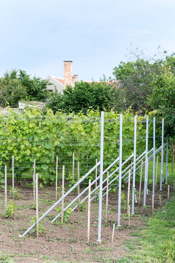 Small Homemade Vineyard with Young Vine Plants Stock Photo - Image of ...